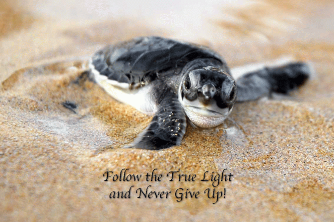 Baby Sea Turtle Quotes