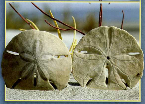 How the Sand Dollar Points to Hope, Love, and Peace – Freed to Fly